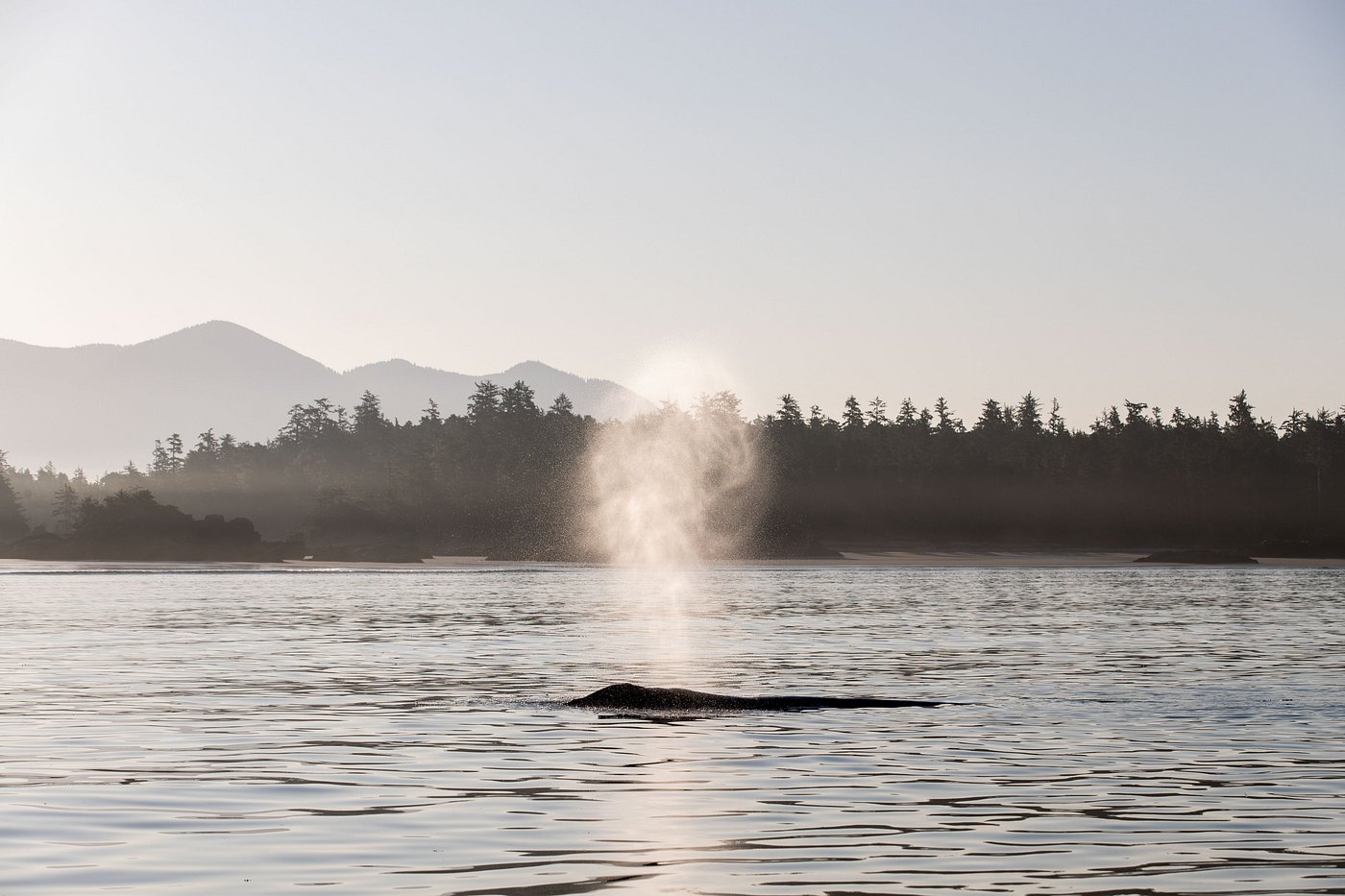 Whale Watching - Cameron Ocean Adventures