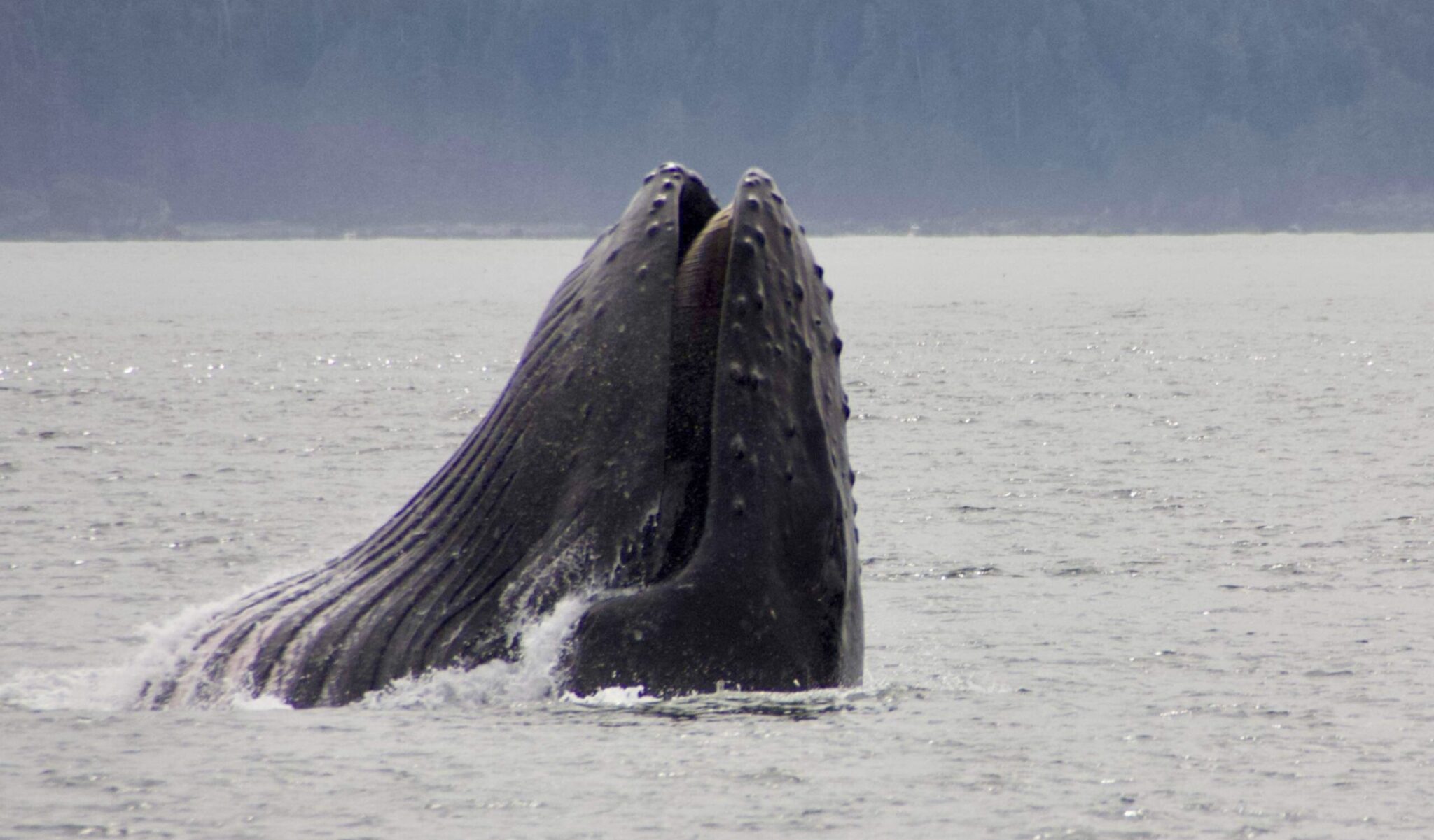 Whale Watching - Cameron Ocean Adventures
