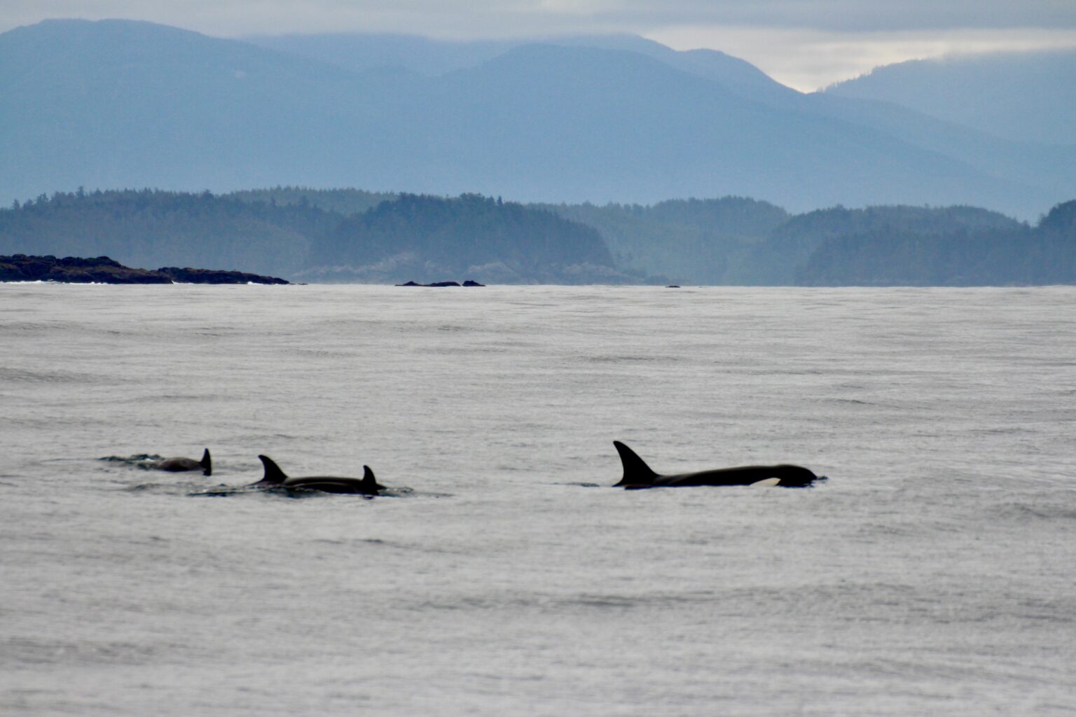 Whale Watching - Cameron Ocean Adventures