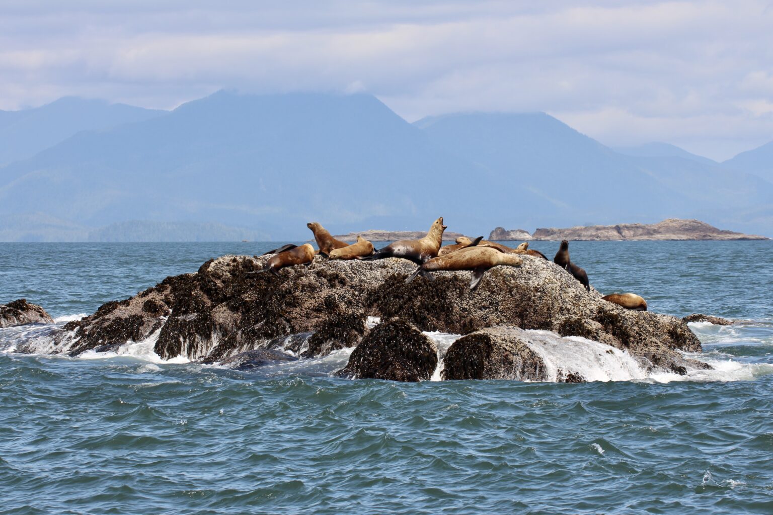 Whale Watching - Cameron Ocean Adventures