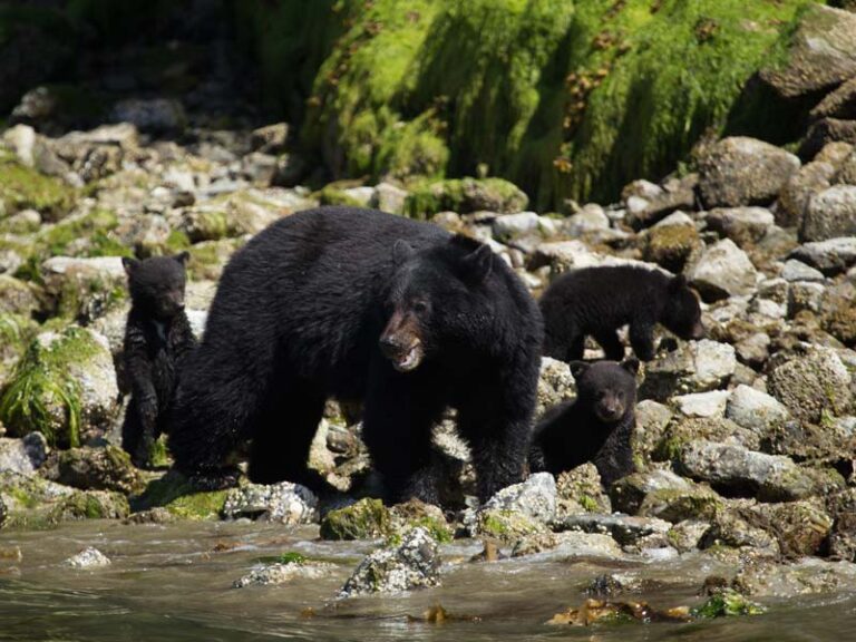 Bear Watching - Cameron Ocean Adventures