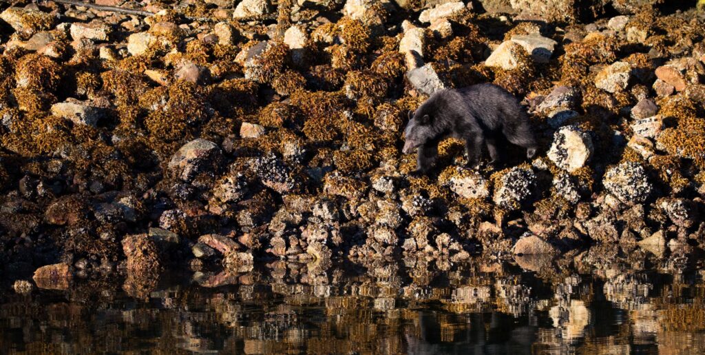 Bear Watching - Cameron Ocean Adventures