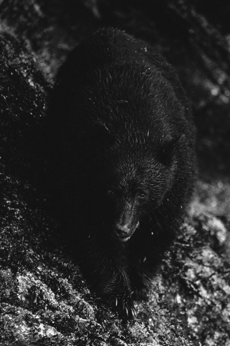 Bear Watching - Cameron Ocean Adventures