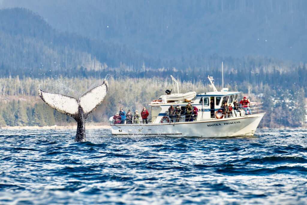 Cameron Ocean Adventures: Ucluelet Whale Watching Tours - Cameron Ocean ...
